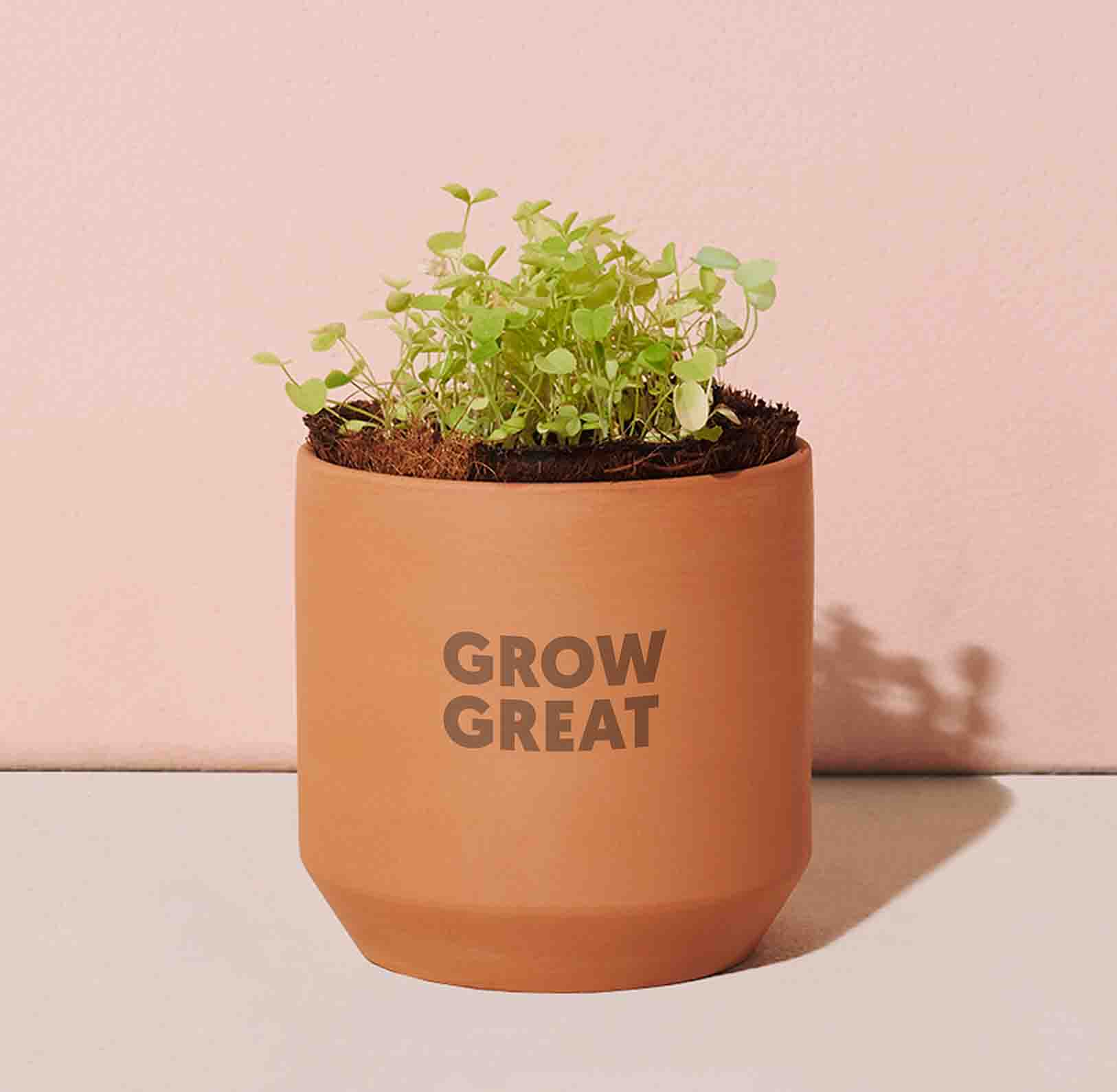 Modern Sprout Clover Kit - Custom Branded Promotional Home & Garden ...