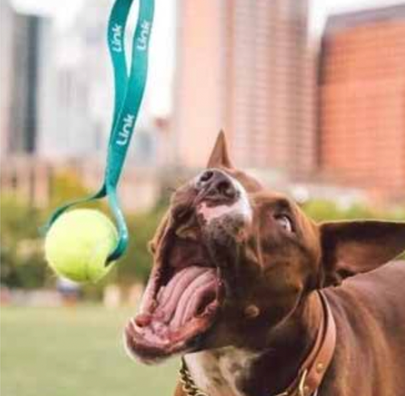 Custom Dog Tennis Ball - Custom Branded Promotional Pet Toys - Swag.com